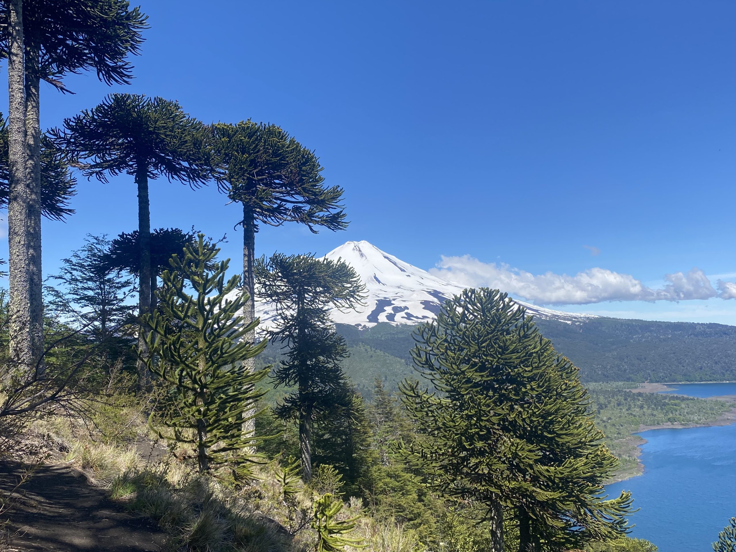 Chile's Forests - Pildacre Hill